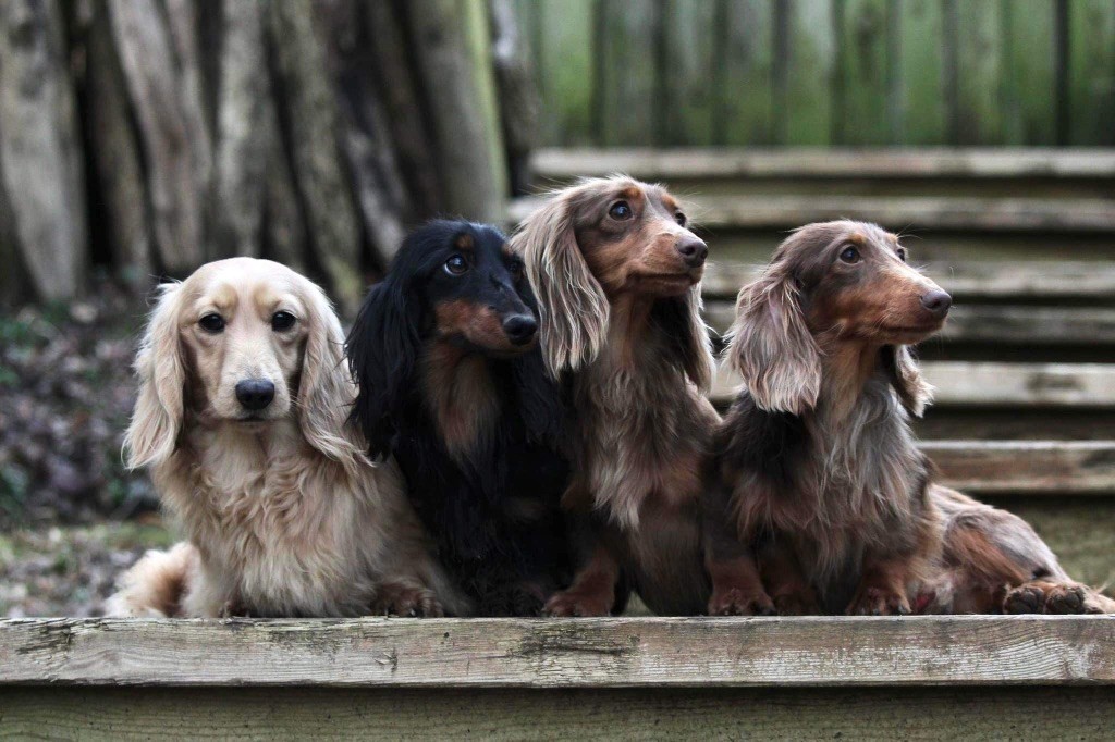 Accueil - Elevage De La Cour Des Iles - eleveur de chiens Teckel poil long