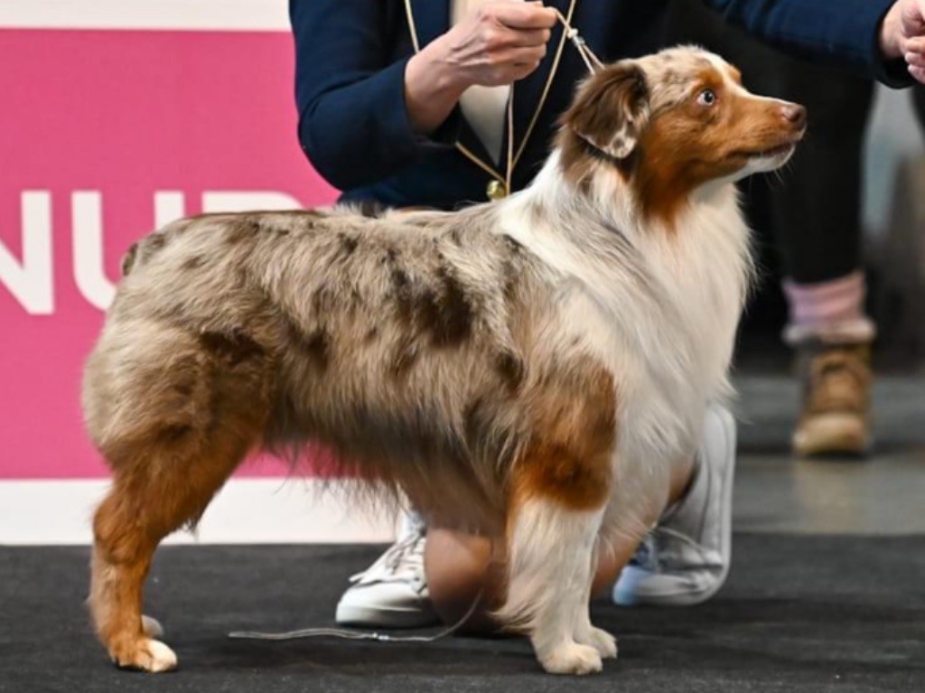 Accueil - Elevage De La Cour Des Iles - eleveur de chiens Berger ...